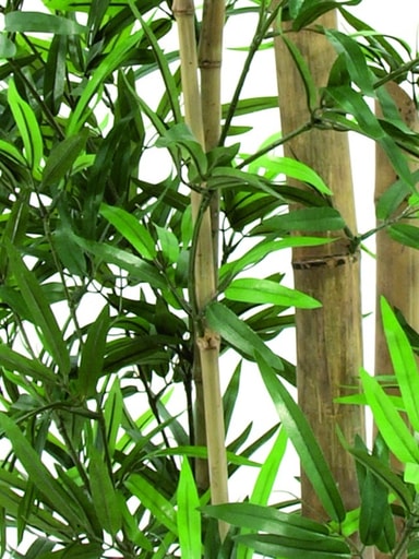 Europalms bamboo tree m. Natural stoke, 150 cm - Elkjøp