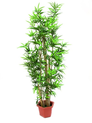 Europalms bamboo tree m. Natural stoke, 150 cm - Elkjøp